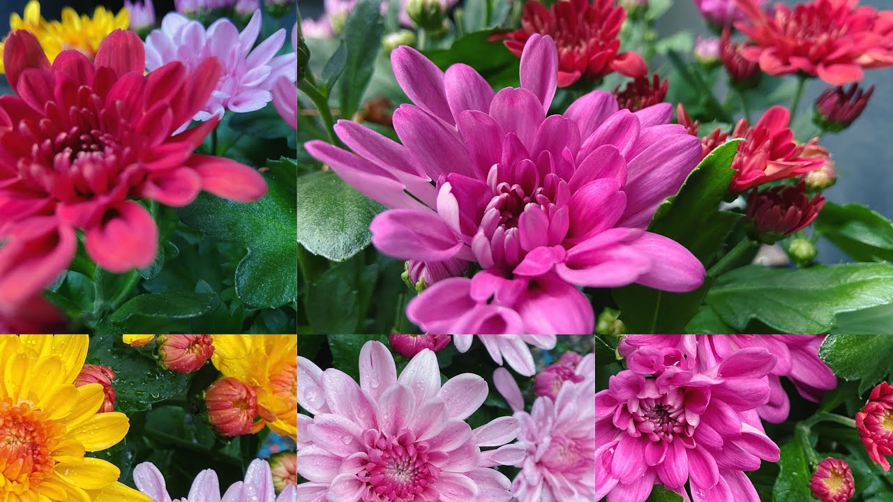 three colored chrysanthemum flower | beautiful flowers|| 2024 - YouTube