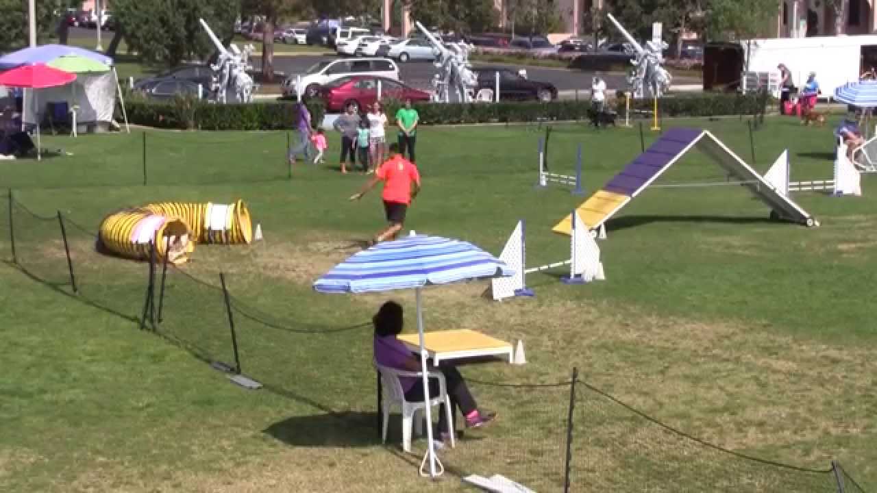 Meg, Wire Fox Terrier - Master Std Agility 3/21/15 - YouTube