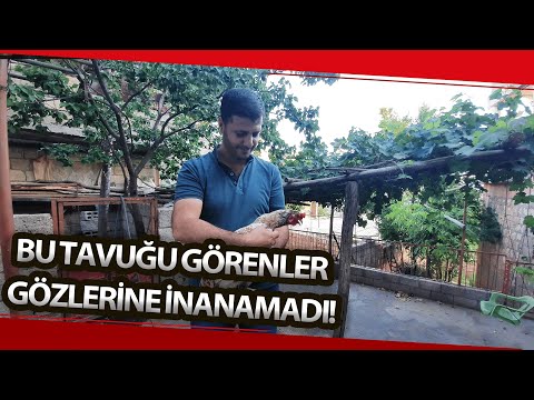 Tavuk Olduğunu Unuttu, Horoz Gibi Ötüyor!