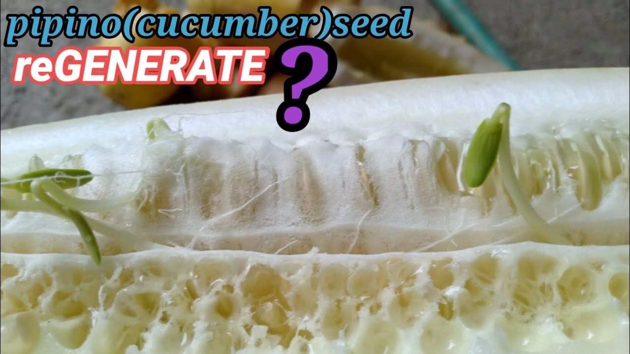 Pipino(cucumber)seed,reProduced.(binhi mula sa bunga).occ.mindoro ...