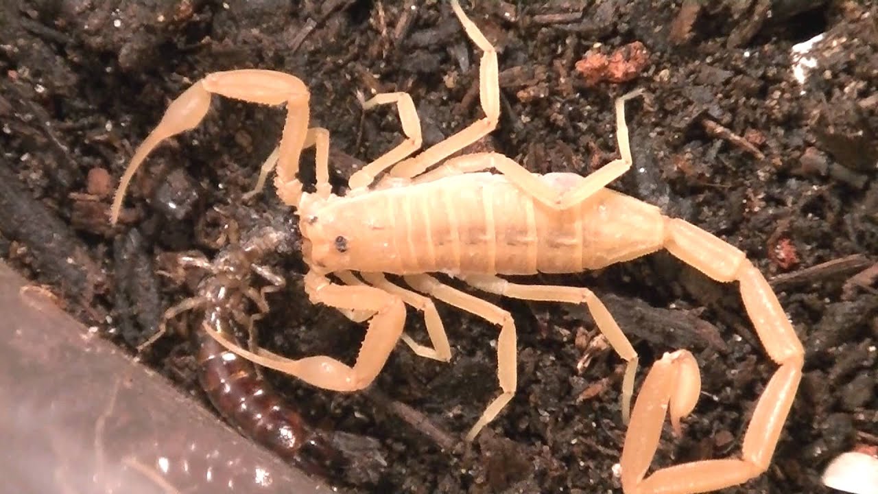 Scorpion Eating an Earwig - YouTube