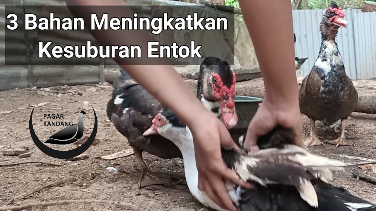 Meningkatkan Kesuburan ENTOK dan Produktivitas Telur ENTOK - YouTube