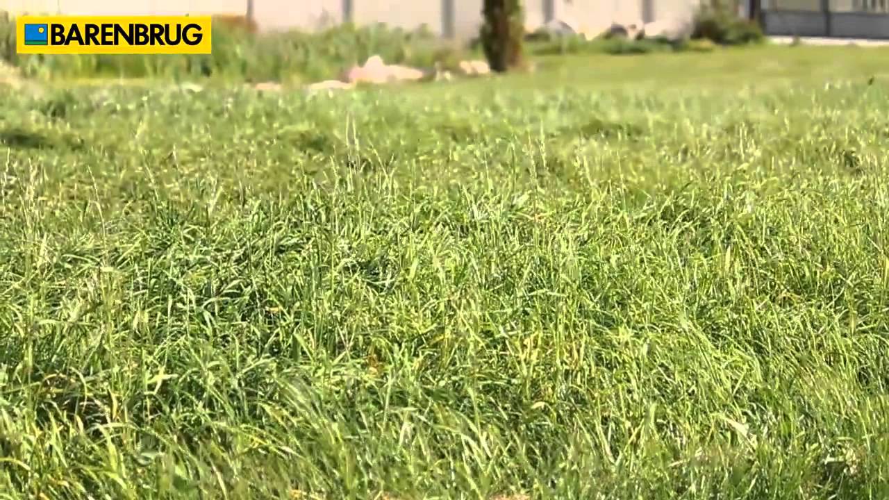 GardenFlora Barenbrug BG 8 Mikway Structo - YouTube