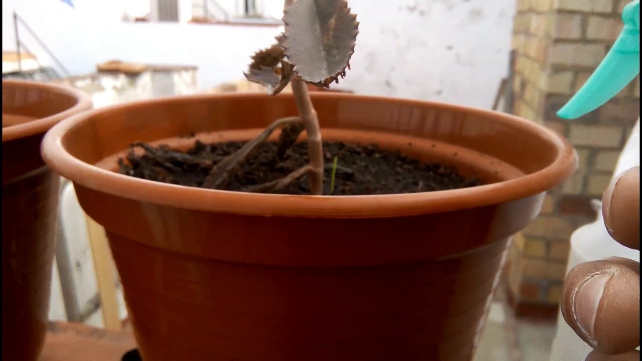 La perdida de la razón - YouTube