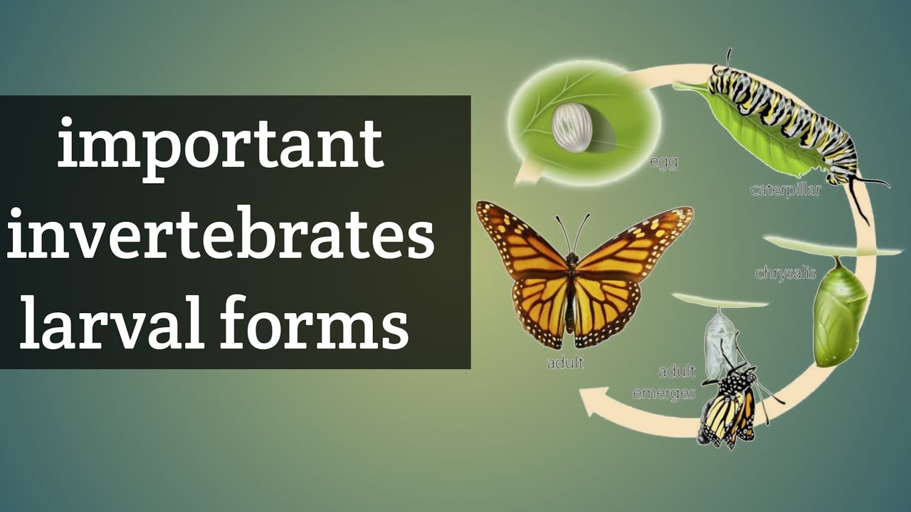 Important invertebrates larval forms -Zoology - YouTube