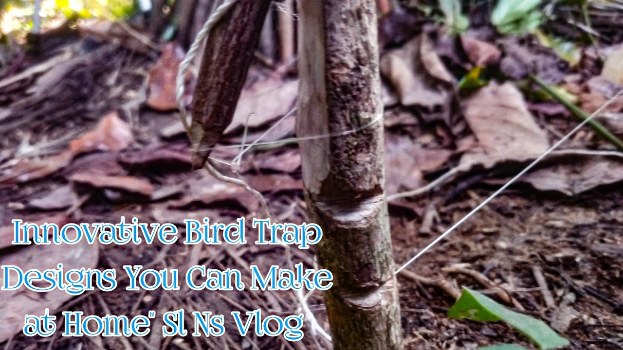 Innovative Bird Trap Designs You Can Make at Home" SL Ns Vlog - YouTube