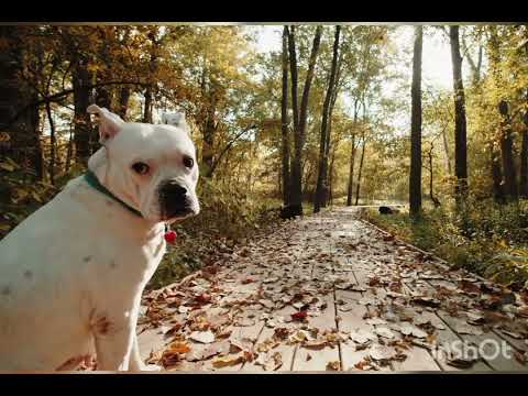 new dog 🐶🐕 #shorts#status#video#whatsapp#status