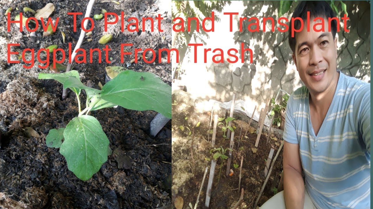 HOW TO GROW EGGPLANT FROM SEEDS [ TIPS HOW TO TRANSPLANT EGGPLANT ...