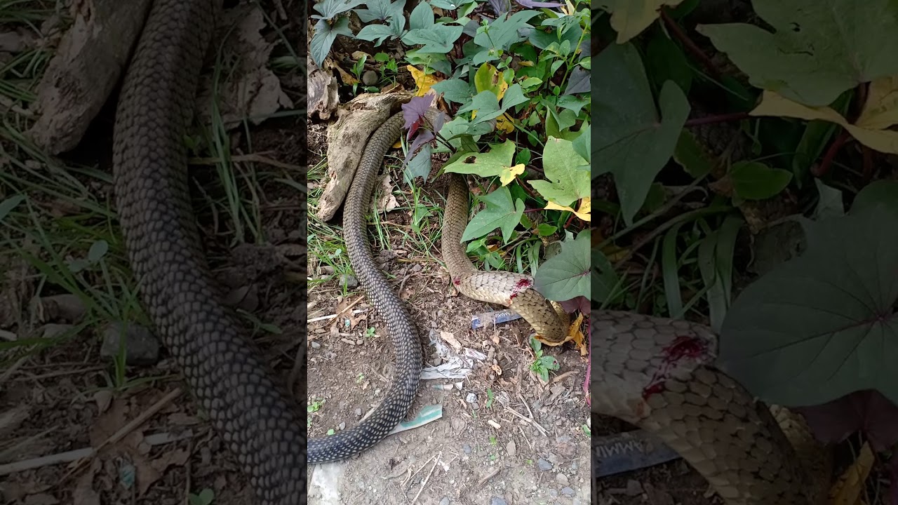 Banakon snake sa labas ng gate namin - YouTube