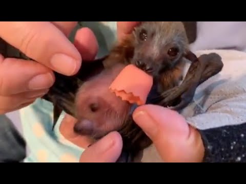 Baby flying-fox in care: this is Hungry Hippolyta at 8-9 days old - YouTube
