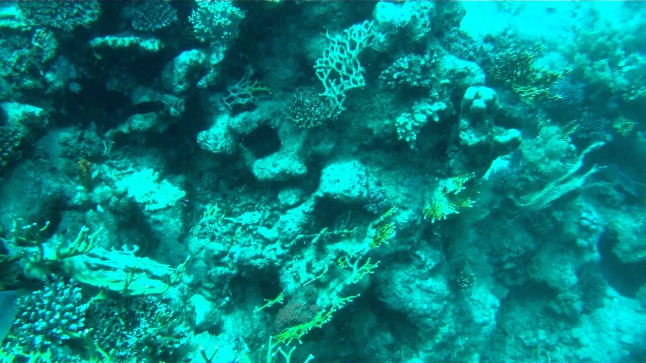 en el mar busos - YouTube