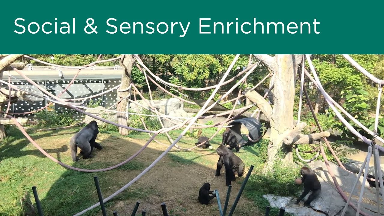 Social & Sensory Enrichment - YouTube