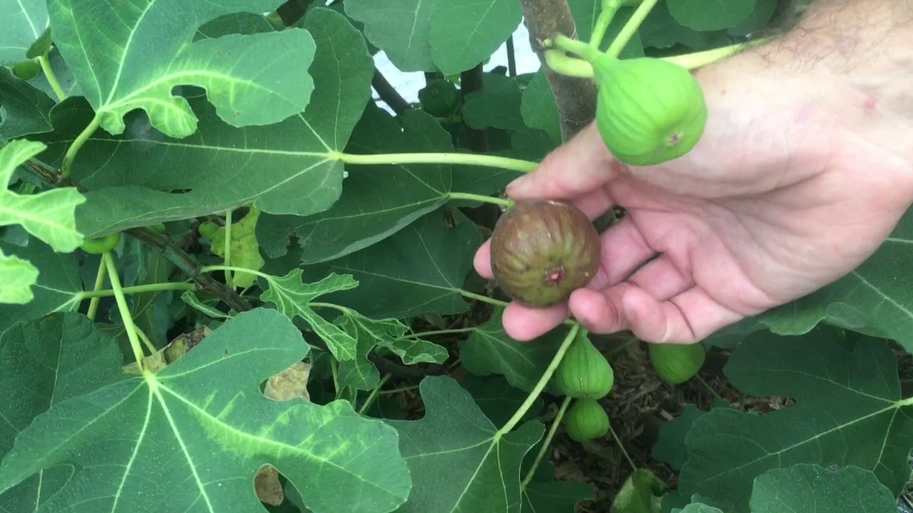 Off the beaten path nursery 2019 in ground fig trees part 5 ( 9/18/19 ...