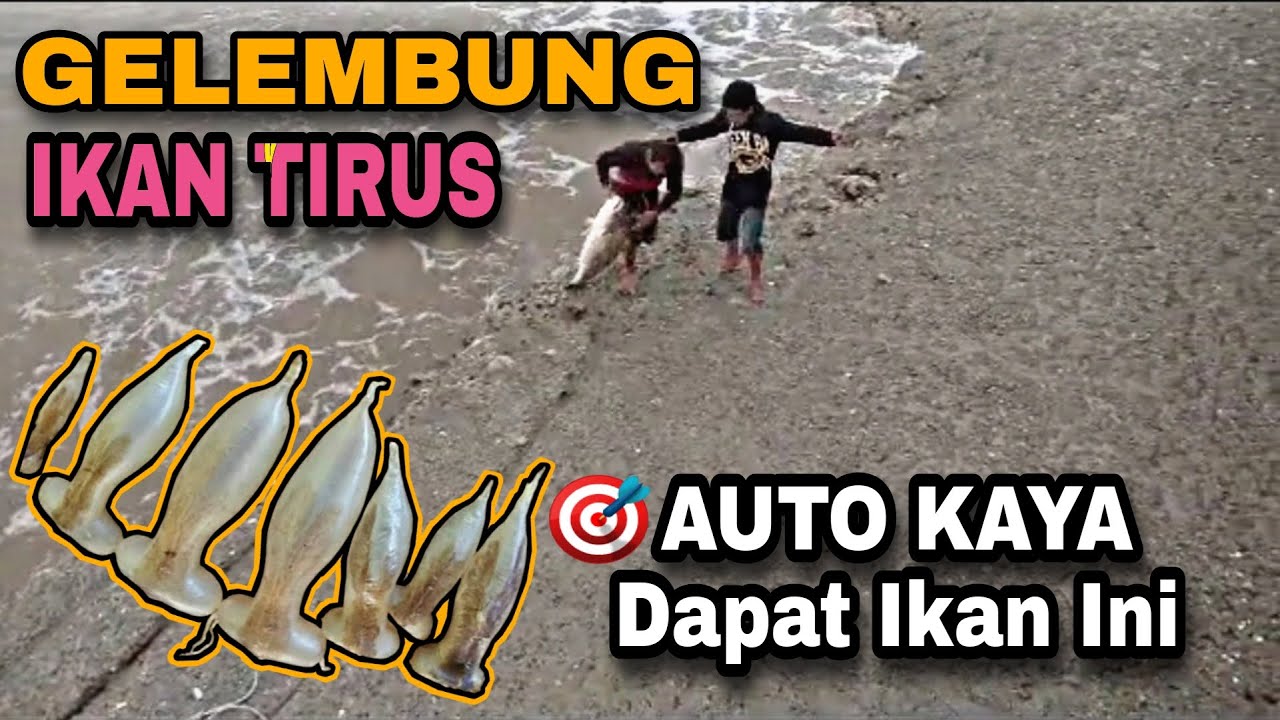 Ikan Tirus, Auto Kaya Jika Mendapat Ikan Tirus | Manfaat Gelembung Ikan ...