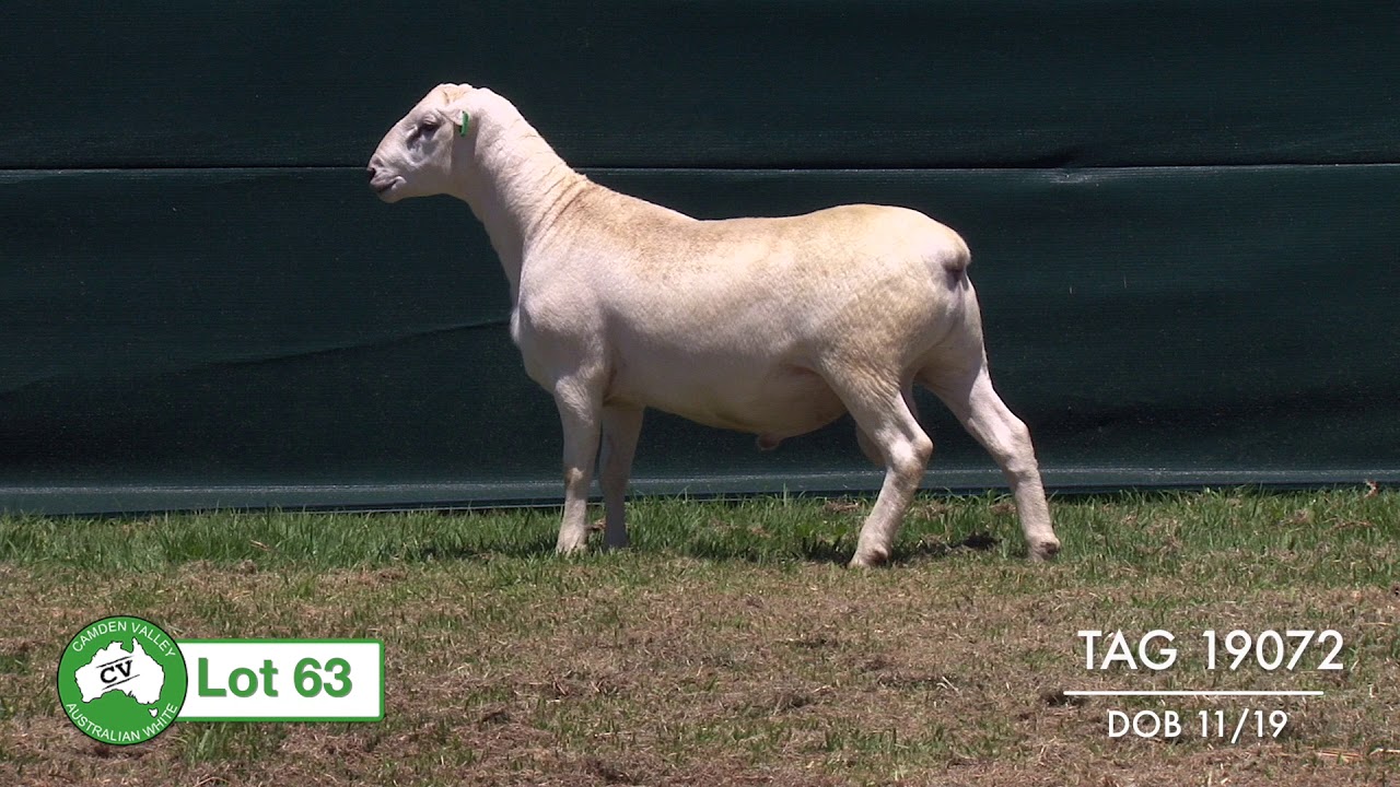 Lot 63 Tag 19072 Camden Valley Whites 2021 Narrandera Australian White ...