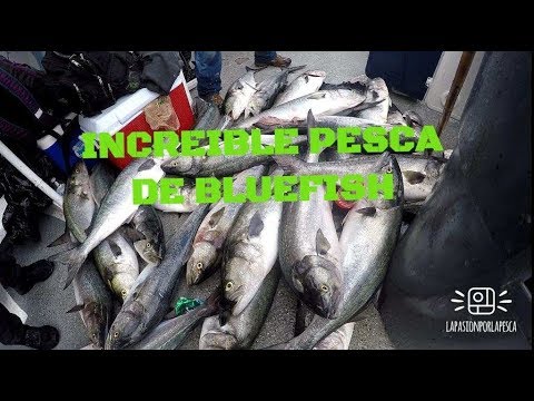 INCREIBLE PESCA DE BLUEFISH / New Jersey / Miss Belmar Princess - YouTube