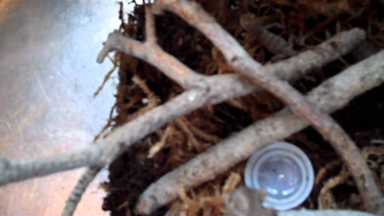 Baby Chinese Tree Dragons Neon Dragons lizard Japalura Splendida - YouTube