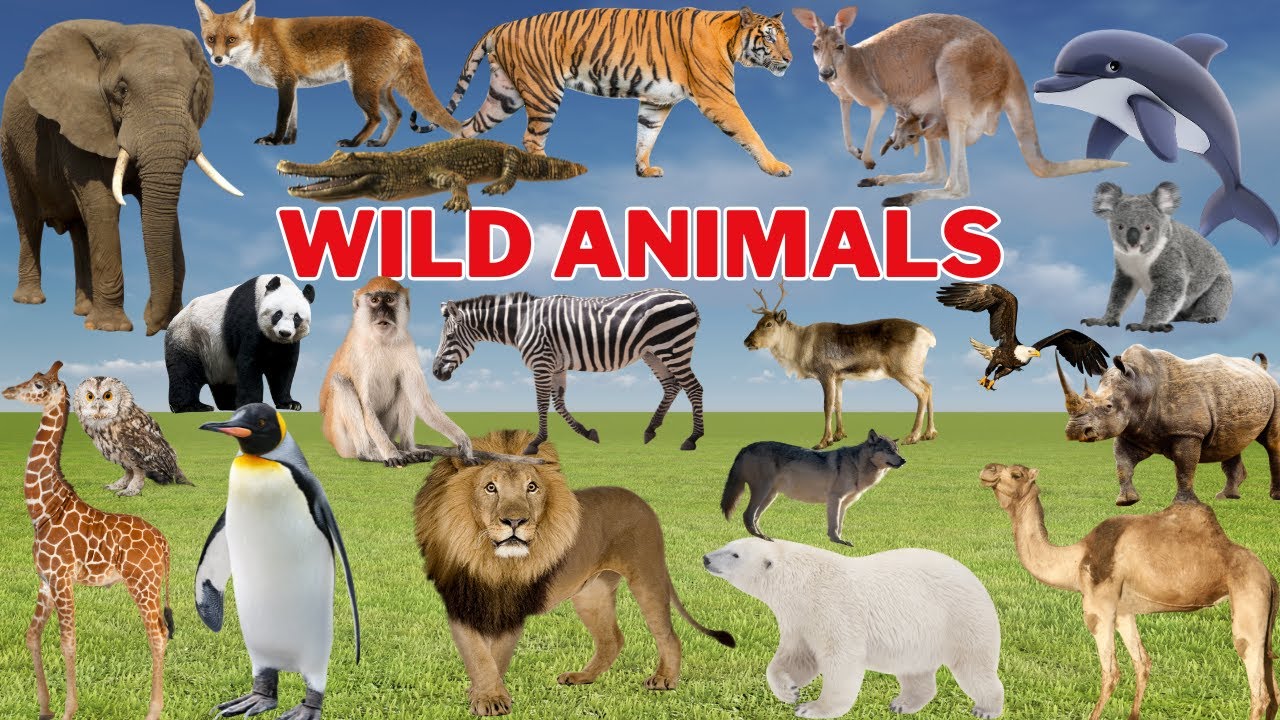 Wild Adventures: Fun Learning with Animals! - YouTube