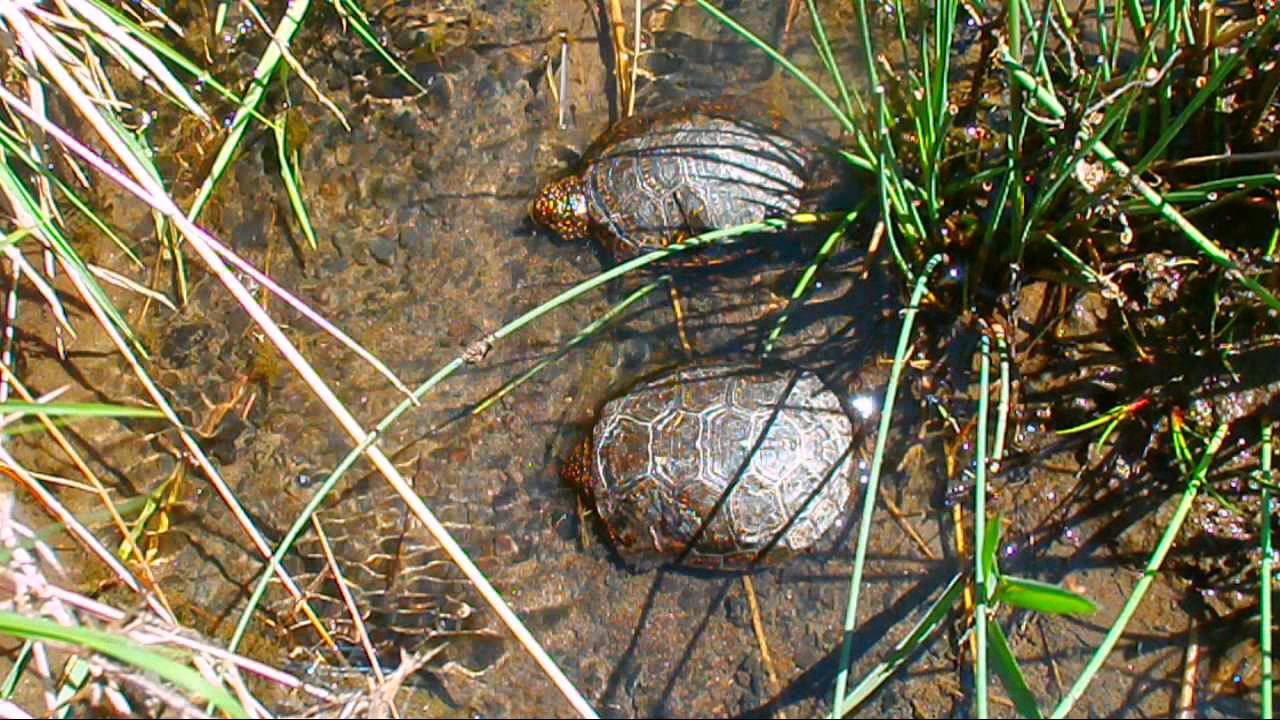 European Pond Turtles ( part II ) - May 13,2015 - YouTube