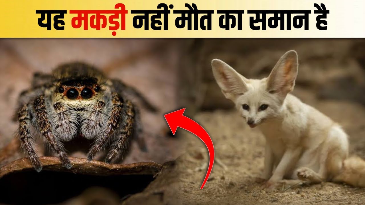 World's most venomous spider | Most Poisonous Spiders | Spider of ...