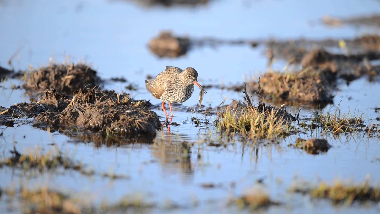 Common Redshank (Tringa totanus) eating a fish - YouTube