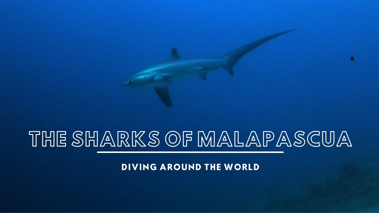 THE SHARKS OF MALAPASCUA - YouTube