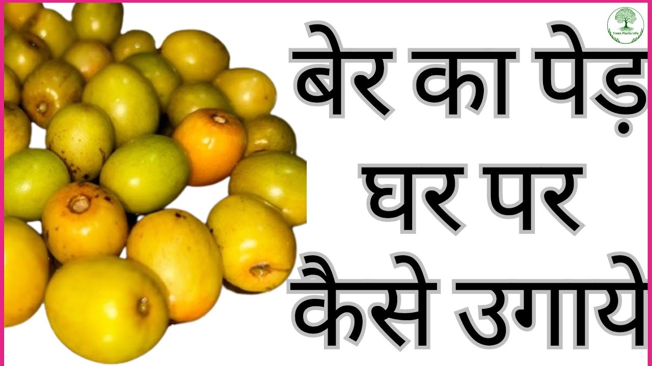 How To grow ber tree from seeds || बेर का पेड़ घर पर कैसे उगाये | Ber ...