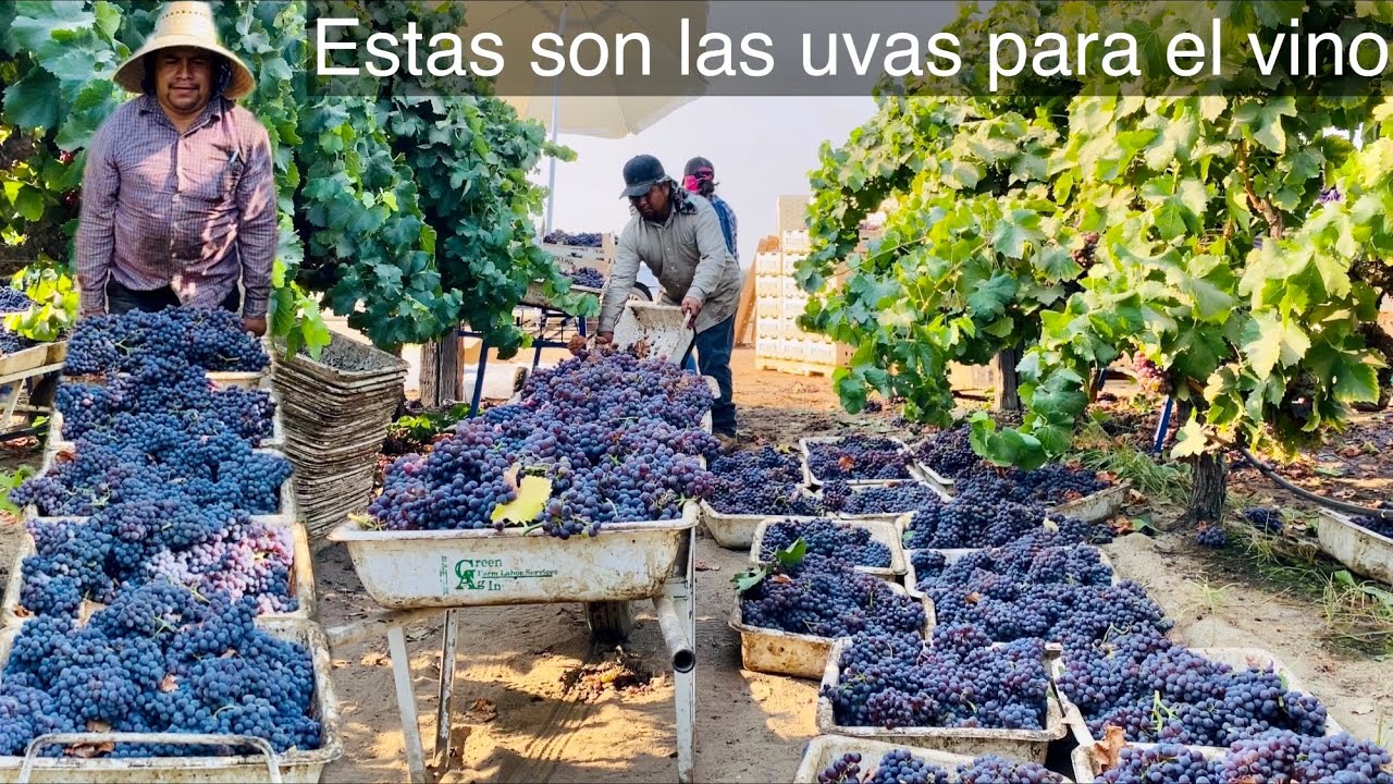 GRANDIOSA COSECHA DE UVA PARA EL VINO MÁS CARO 😱/ AMAZING GRAPES ...