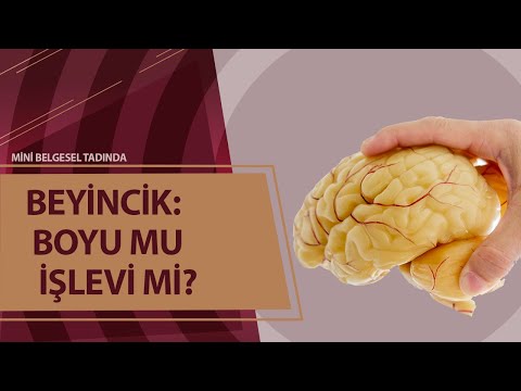 Beyincik: Boyu Değil İşlevi?