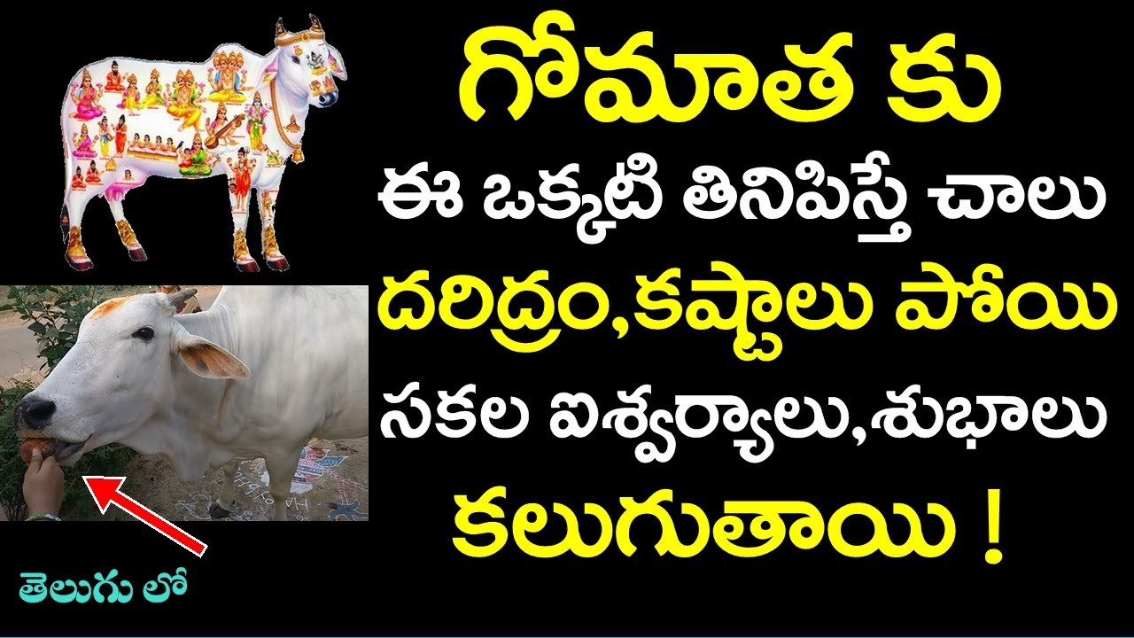 గోమాతకు ఈ ఒక్కటి తినిపిస్తే చాలు దరిద్రం కష్టాలు పోయి సకల ఐశ్వర్యాలు ...