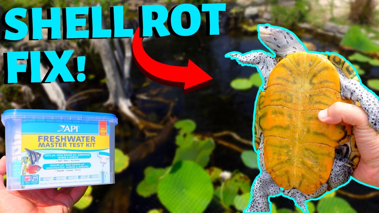 MY TURTLE HAS SHELL ROT - YouTube