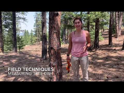 Field Techniques: Measuring Tree DBH - YouTube