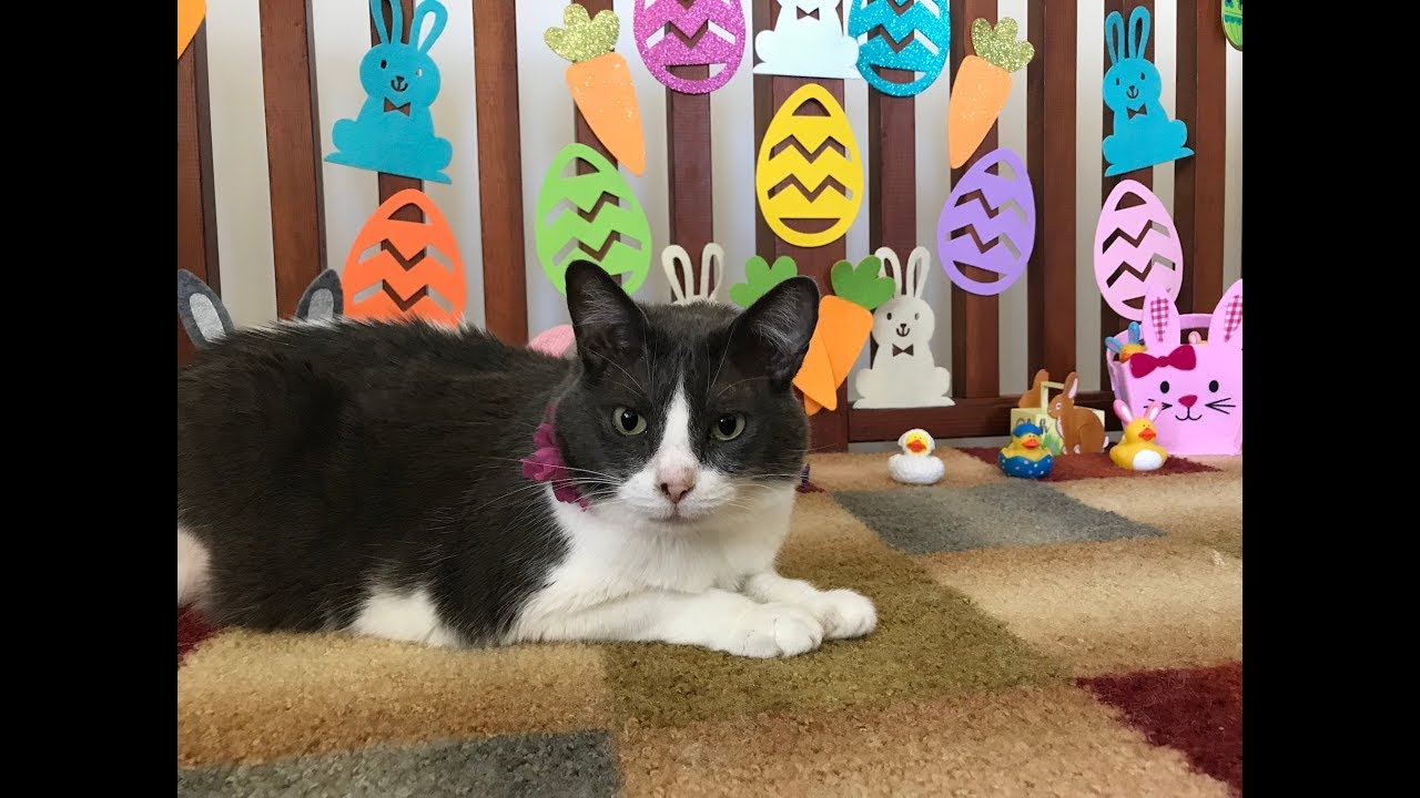 Happy Easter from Priscilla Cat - YouTube