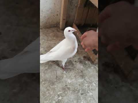 Besle kargayı oysun gözünü...