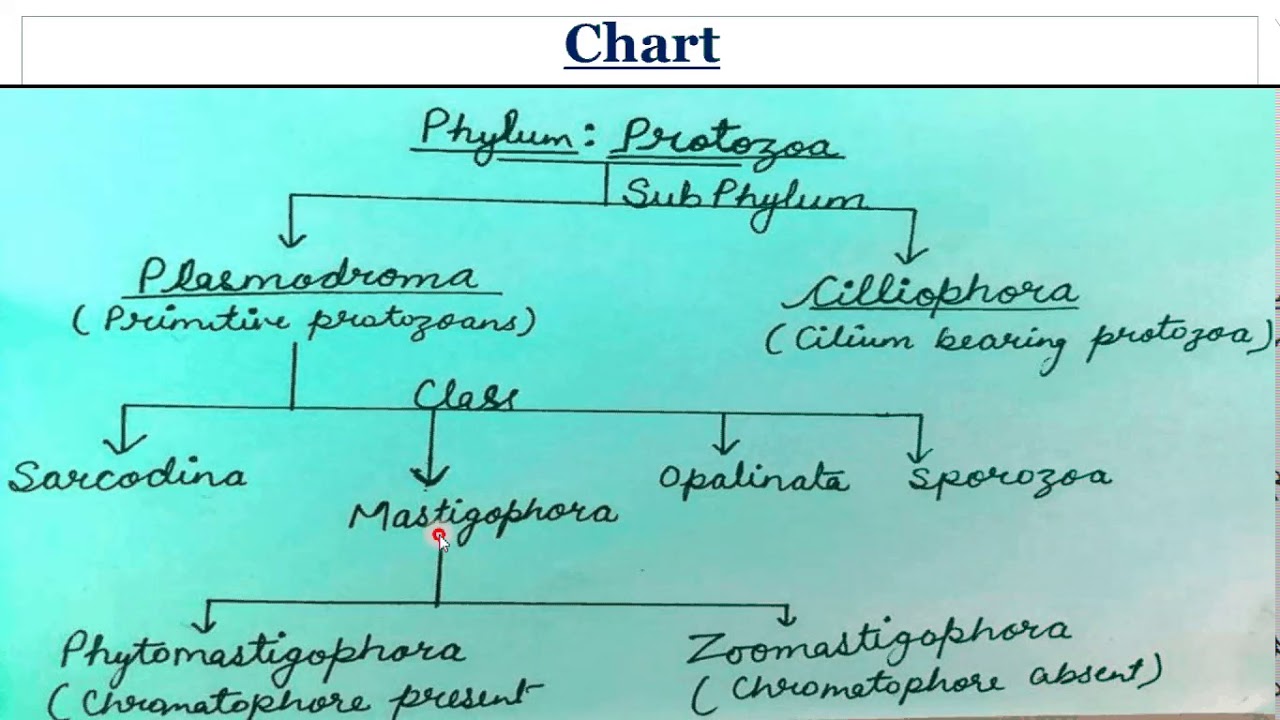 Euglena | Euglena viridis | systematic position | Protozoa ...
