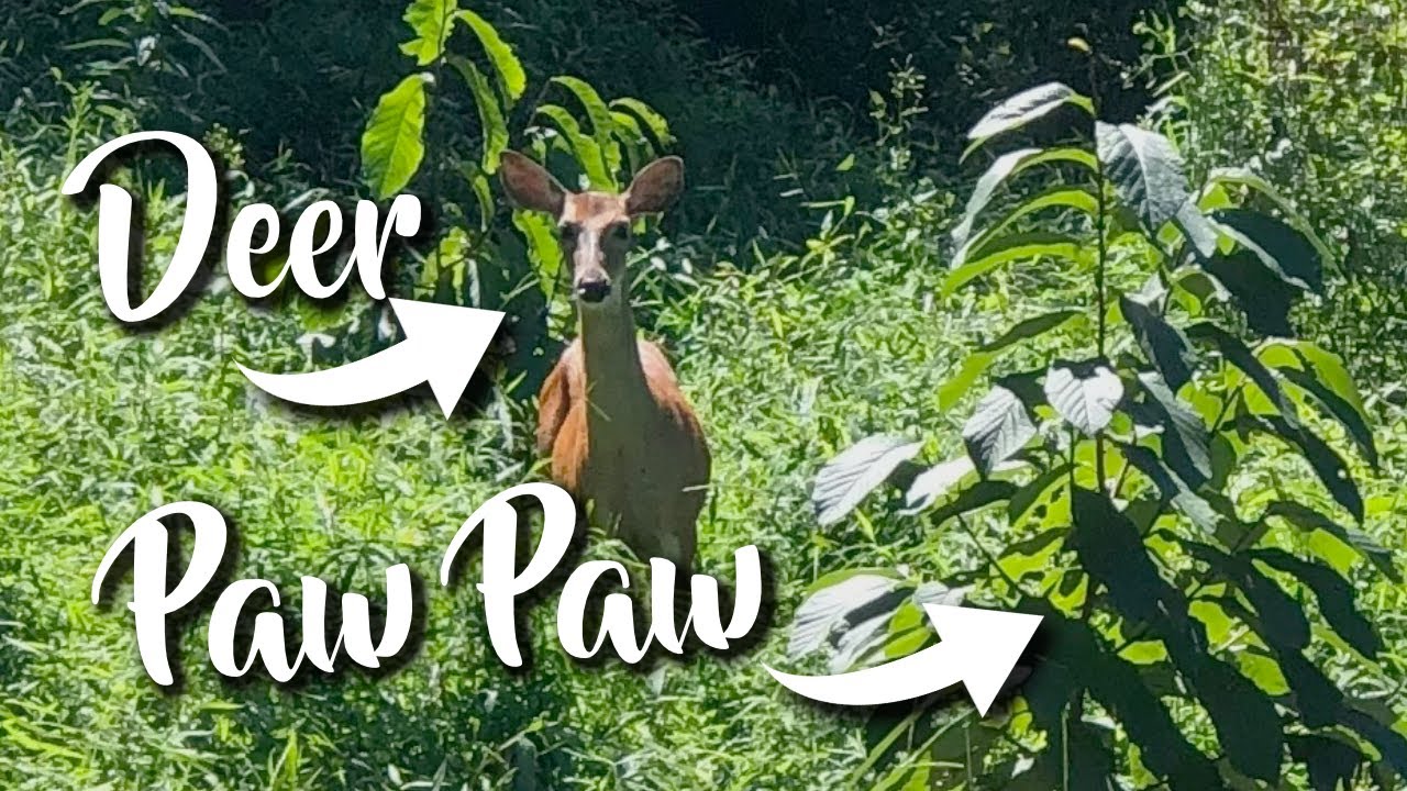 DEER EAT PAW PAWS?? - YouTube