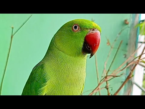 Parrot Chirping Sounds #2 | Natural Parrot Sounds | Parrot Calling ...