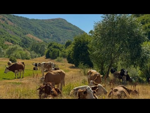 Karamolla - Hinis 2025