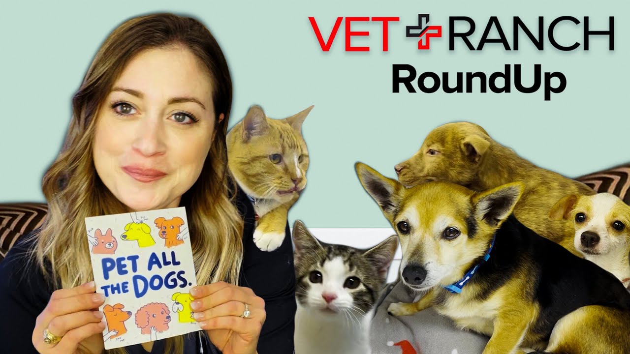 New HIT BY CAR Border Collie on this Week's Vet Ranch RoundUp! - YouTube