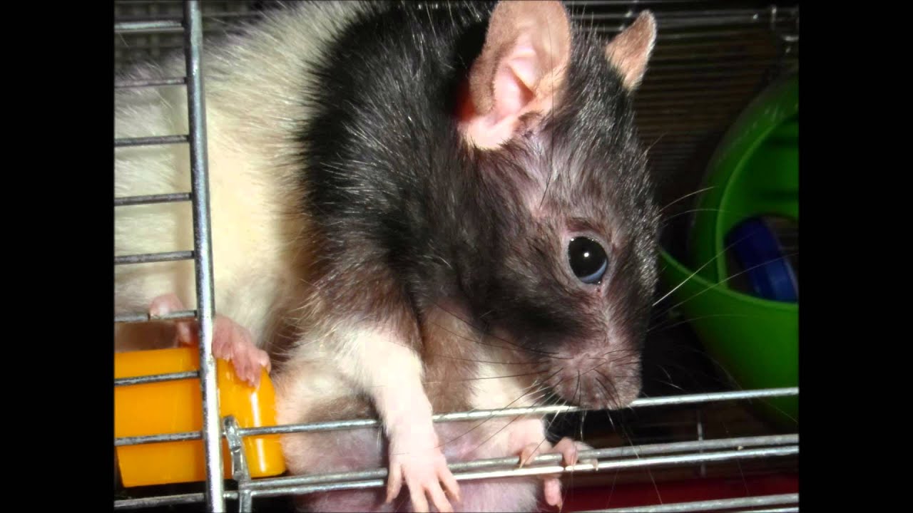 Little, une ratte EXEPTIONNELLE! - YouTube