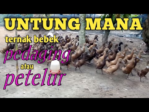 (32) LEBIH UNTUNG MANA,, ternak bebek pedaging atau petelur - YouTube