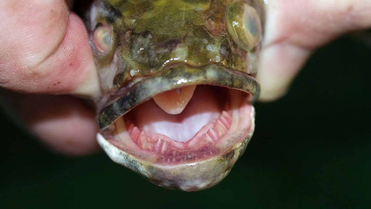 Invasive Fish That Can Breath Air, Survive on Land Found in Georgia ...