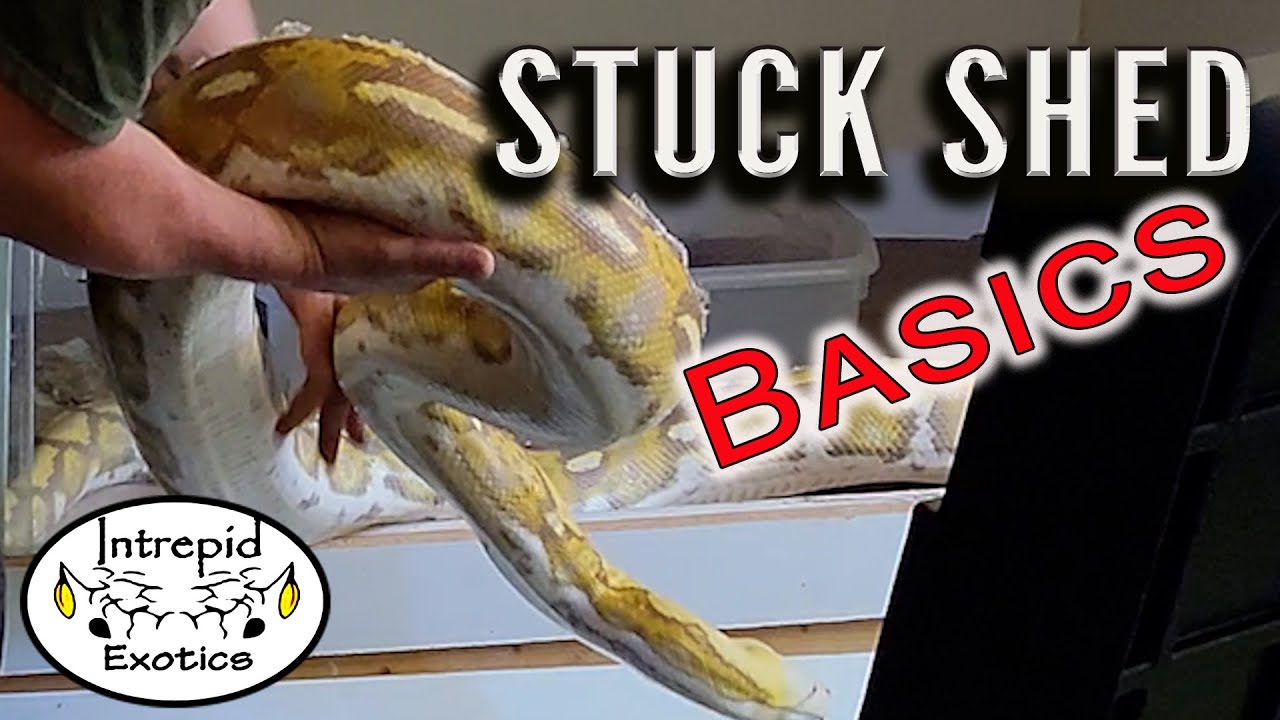 🐍 How To Manage Stuck Shed on Your Snake - YouTube