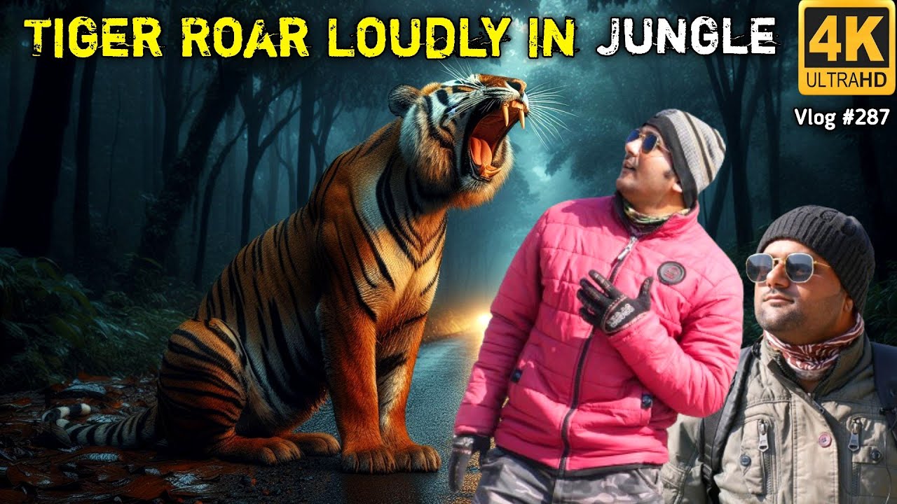 Tiger roar at night | tiger roar video | tiger sound at night | tiger ...