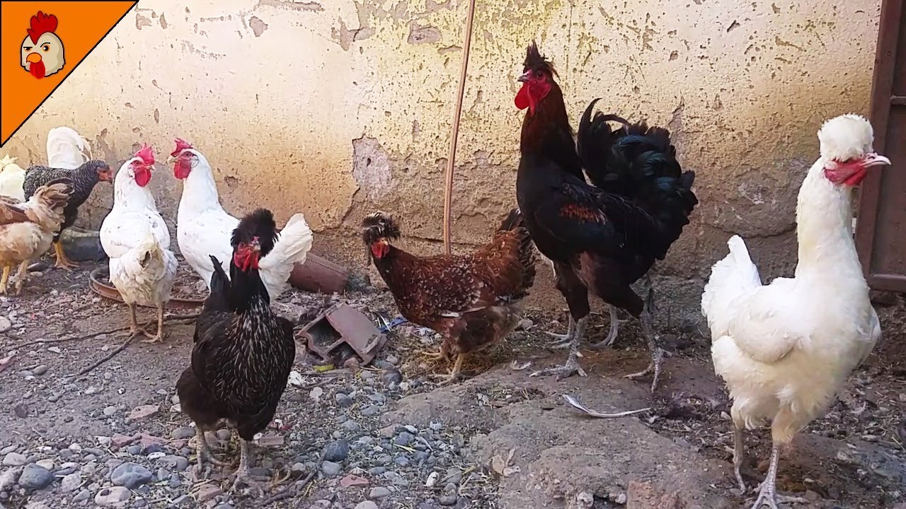 Relaxing Chicken Videos for Grandparents - YouTube