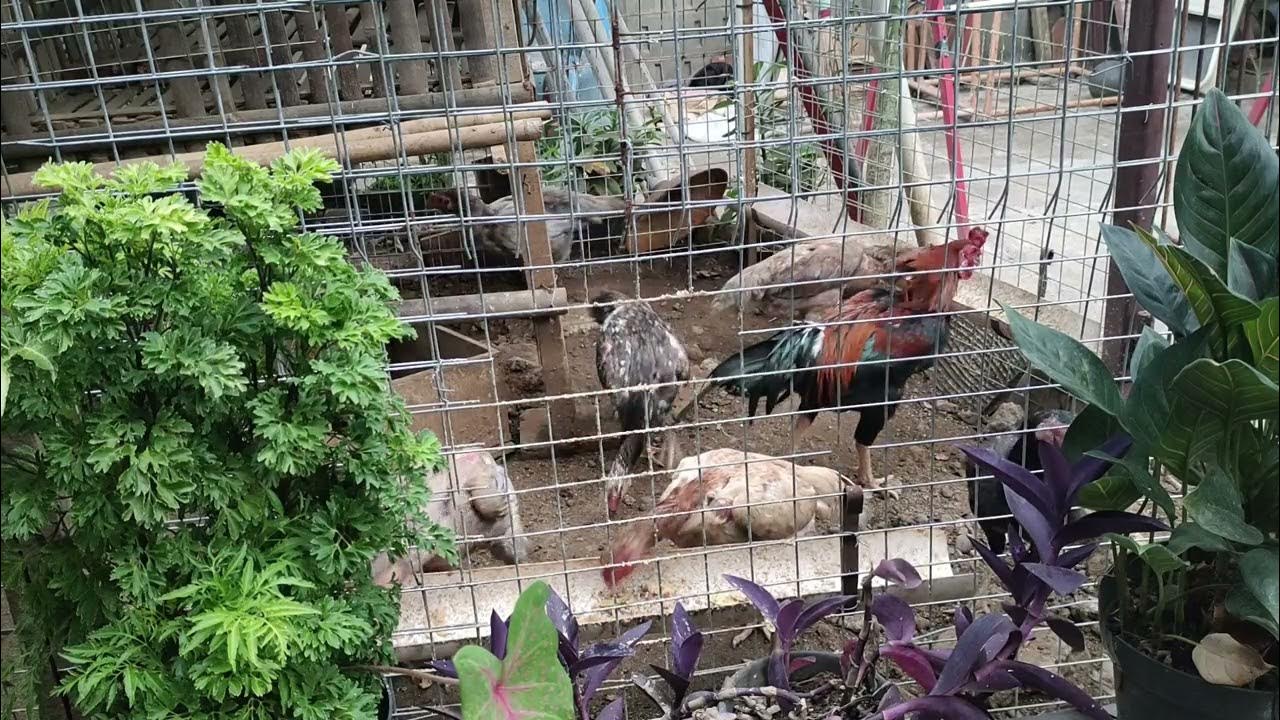 Keseruan Pelihara Ayam Saat Beri Makan Ayam Kampung Ayam Bangkok Dalam Kandang Umbaran Lahan ...