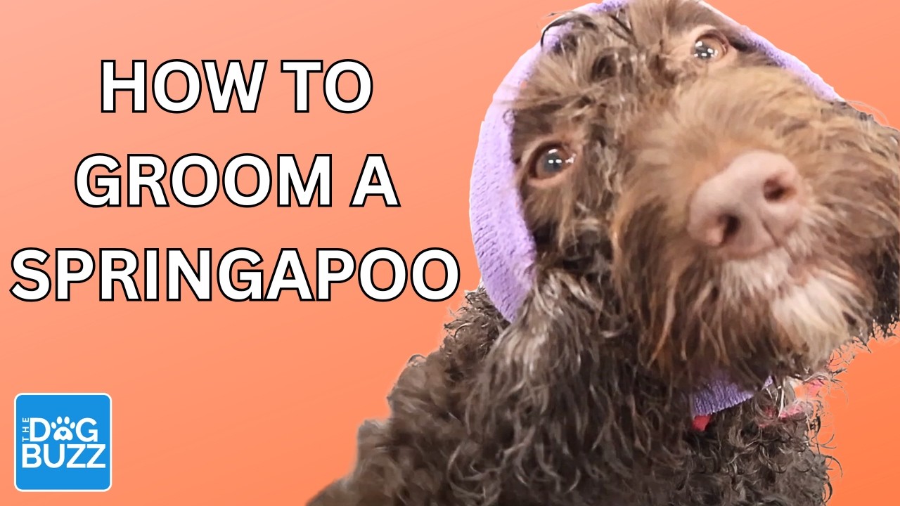 Jasper the Springapoo Gets a Fresh Groom 🐶 | Dogs Are Like Kids! - YouTube
