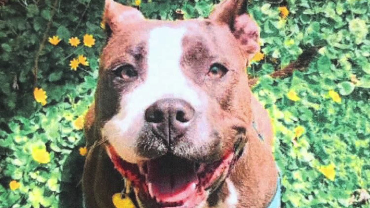 PSA Animal Abuse - YouTube