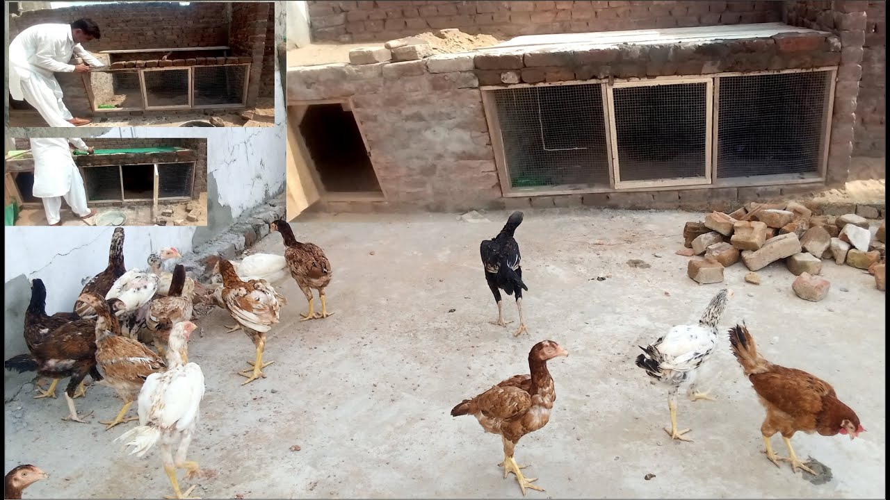 How to Make a Chicken Cage With Bricks and Cement | Amazing idea to ...