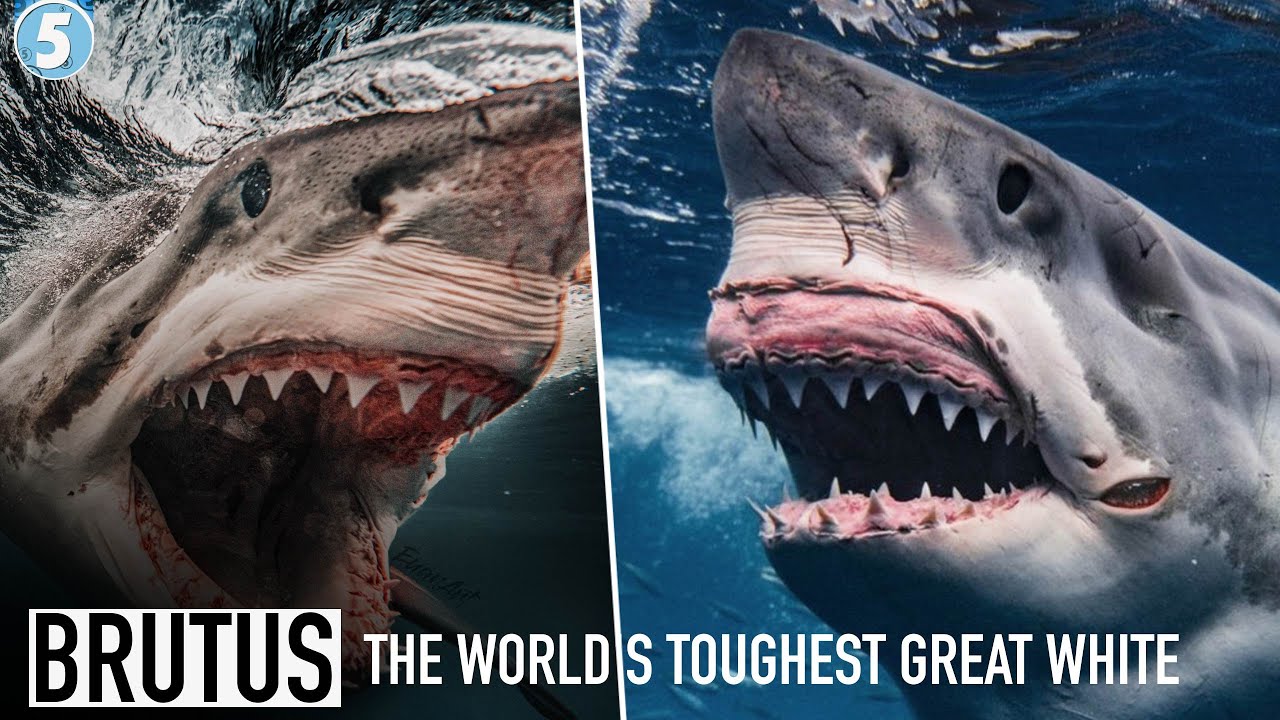 You DO NOT Want to Mess with This Battle-Scarred Great White Shark ...